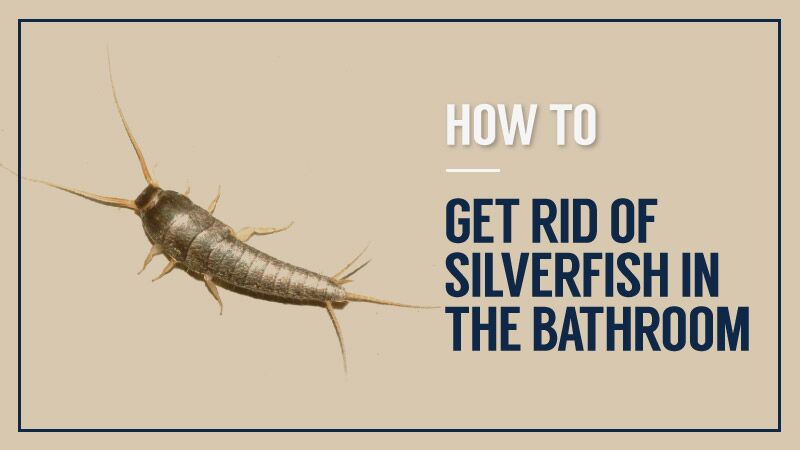 How To Get Rid Of Silverfish In The Bathroom? (How To Keep Them Away ...