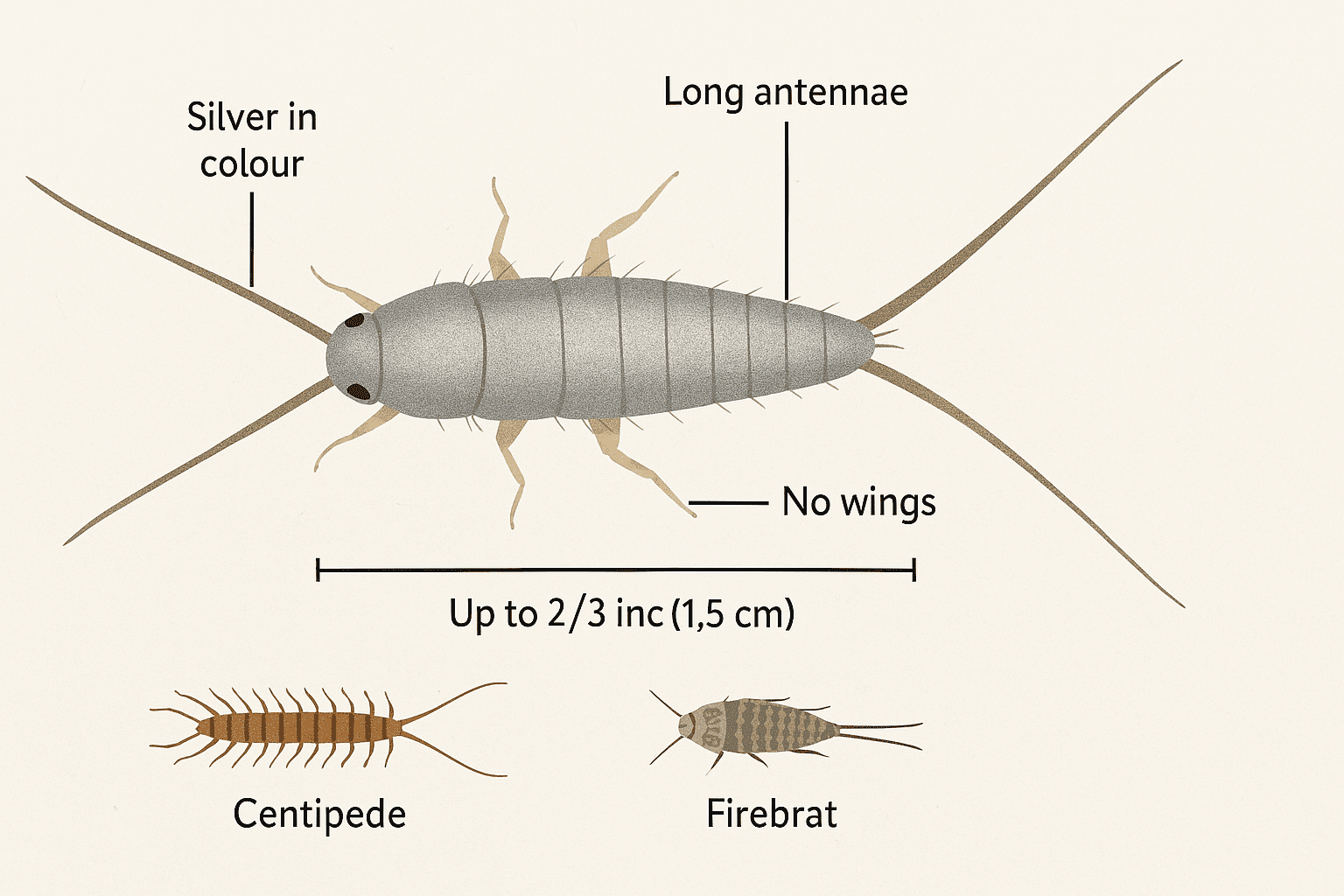 How To Get Rid Of Silverfish In The Bathroom? (How To Keep Them Away ...